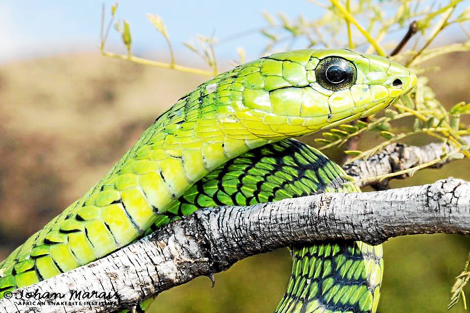 watch-snakebite-institute-offers-insight-on-slithery-creatures