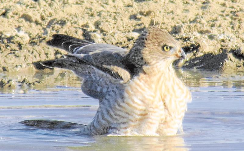 Get to know the gabar goshawk in this weeks bird of the week edition ...